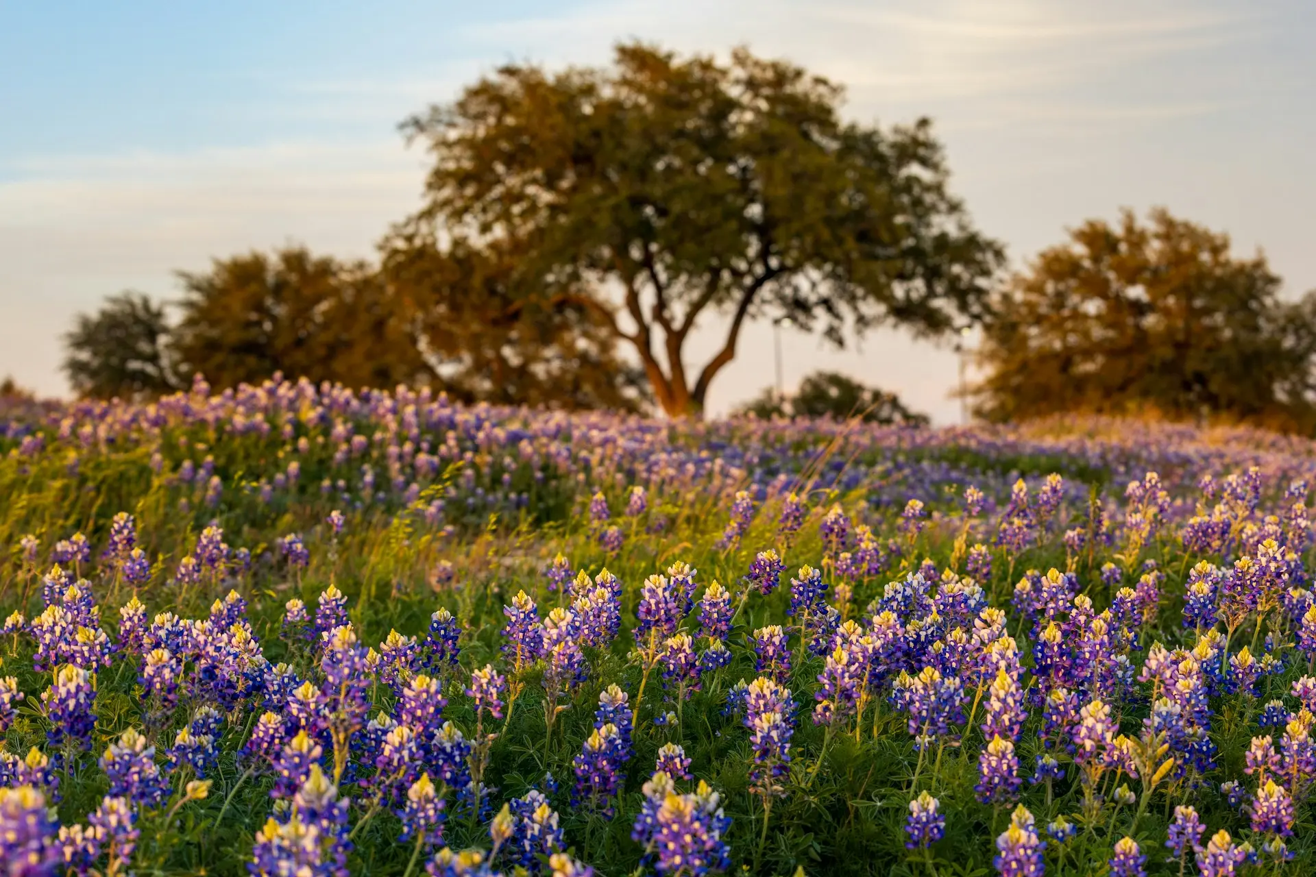 Prosper, Texas